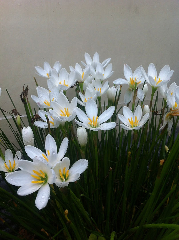 Zephyranthus candida (5 bulbs) – Jungachai